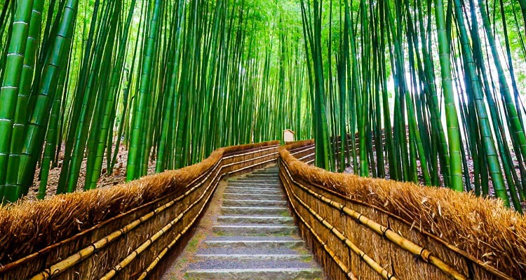 14-Day Japan Highlights Tour with Skiing in Hokkaido