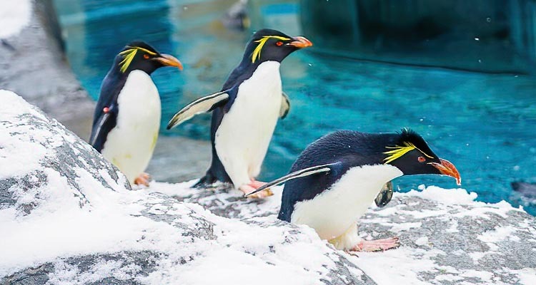9-Day Best of Japan's Winter – Hokkaido Private Tour