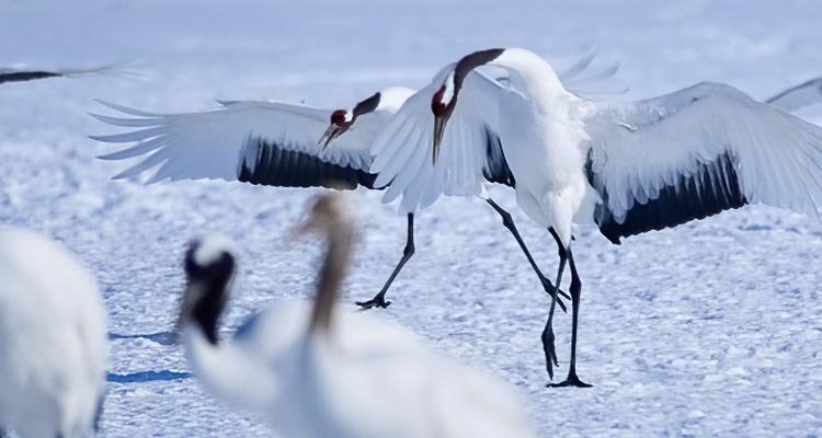 9-Day Best of Japan's Winter – Hokkaido Private Tour