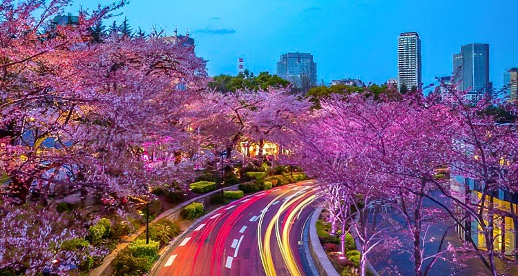 2-Week Japan Spring Family Tour: Blossoms and Festivals