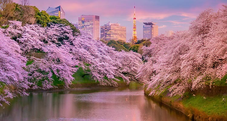 10-Day Charming Japan Cherry Blossom Tour